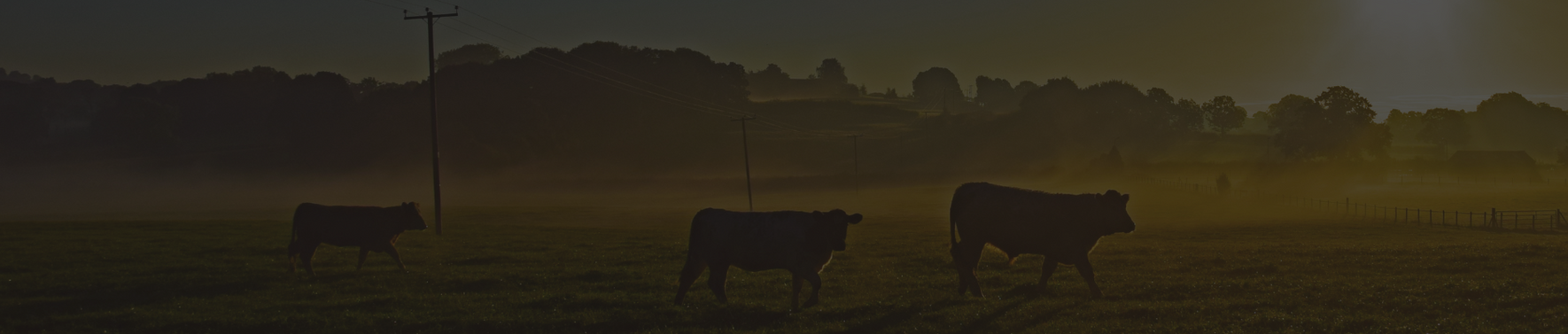 Five Arrows Farm | Farm Fresh Beef | Calhoun, GA